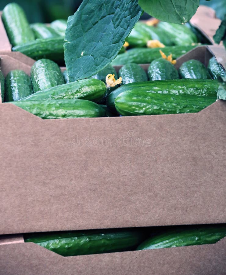 Close-up of Boxes with Cucumbers in the Aisle Stock Photo - Image of ...