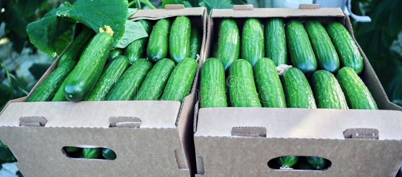Close-up of Boxes with Cucumbers in the Aisle Stock Photo - Image of ...
