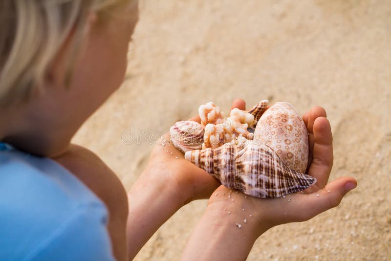 Close-up of Boy Holding Shells, Focus on Shell Stock Photo - Image of ...