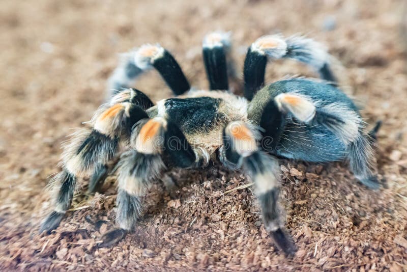 Close-up of the Brachypelma Smitty Bird-eating Spider. Brachypelma ...
