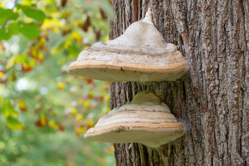 Close-up of Bracket Fungi Growing on a Tree Trunk Stock Image - Image ...