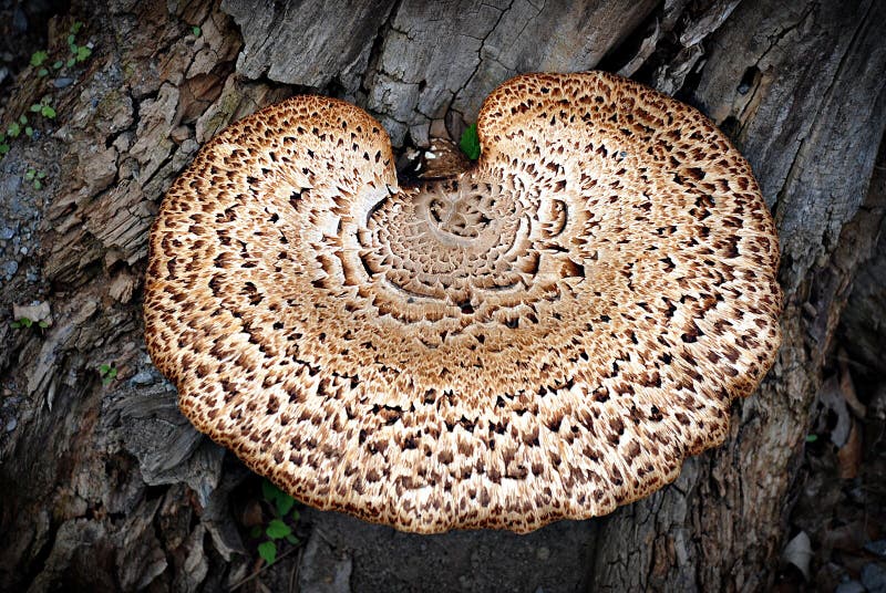 Close Up of Bracket Fungus on Tree Trunk Stock Photo - Image of detail ...