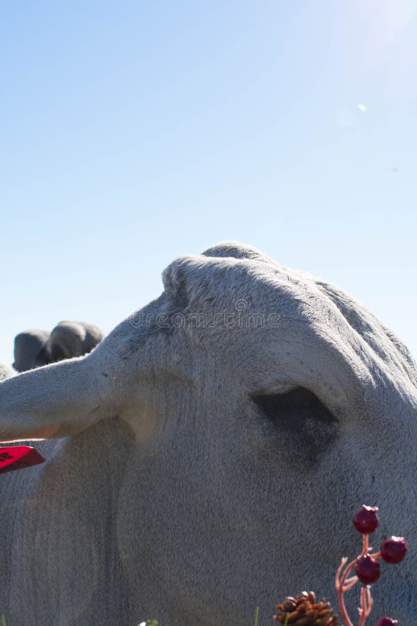 Brahma Cow Close up stock photo. Image of hair, agricultural - 107814032