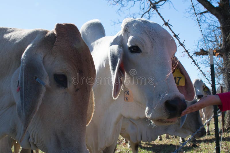 Brahma Cow Close up editorial stock photo. Image of animal - 107853018