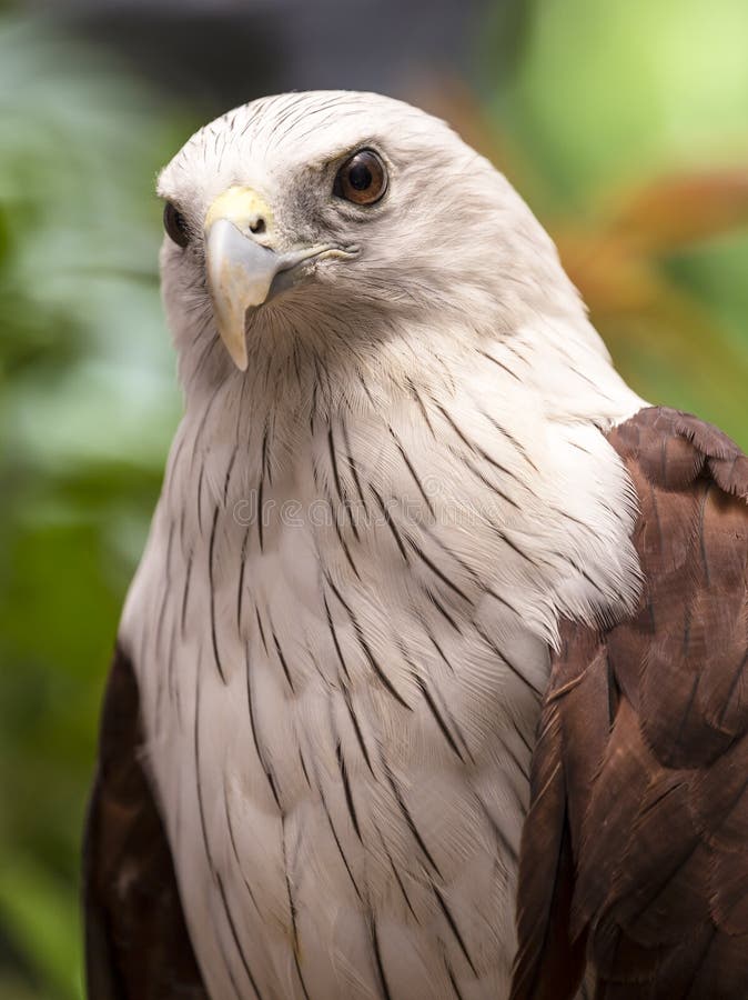 Close up Brahminy Kite stock photo. Image of beak, side - 32156338