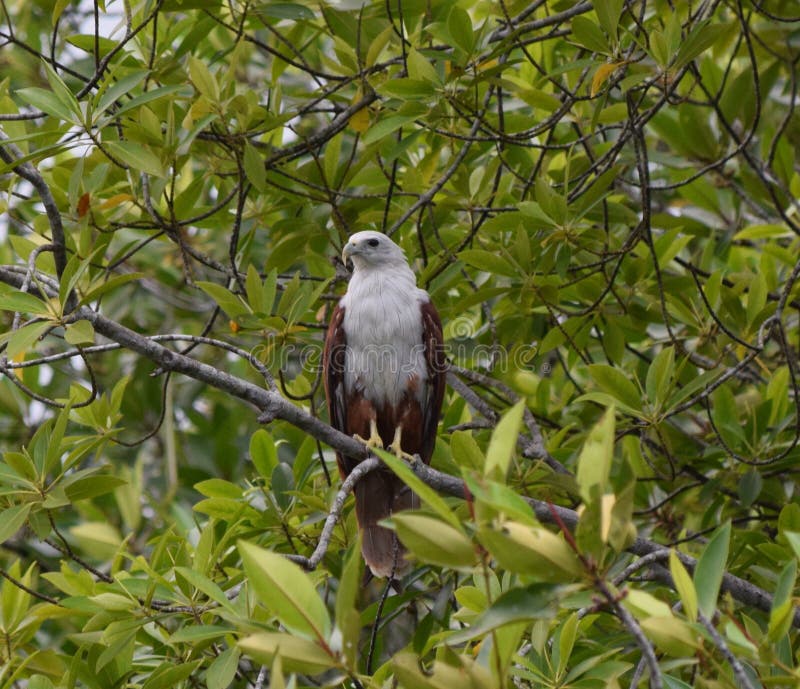 Close Up of a Brahminy Kite in a Tree Stock Photo - Image of leaf ...