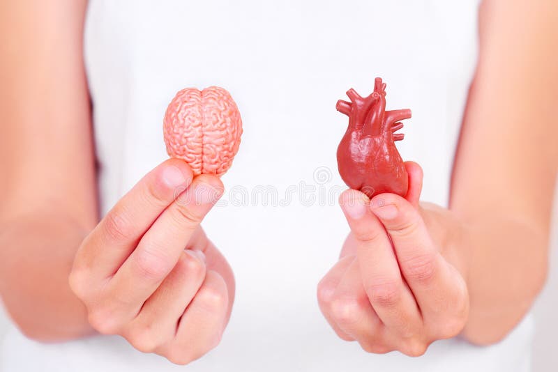 8,428 Brain Hands Stock Photos - Free & Royalty-Free Stock Photos from ...