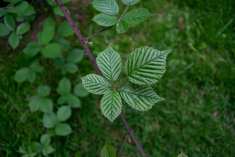 Close up of a bramble leaf stock image. Image of raspberry - 191458921