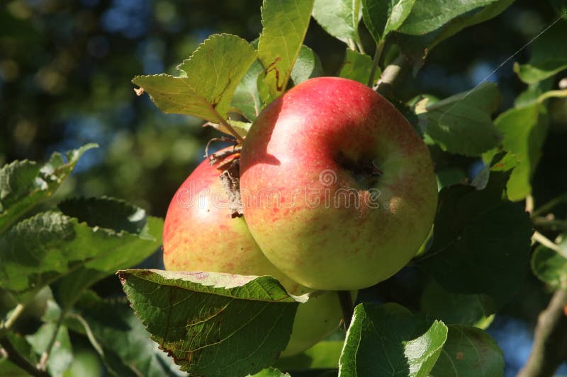 Close Up Bramley Apples on Tree in Sunlight Stock Image - Image of ...