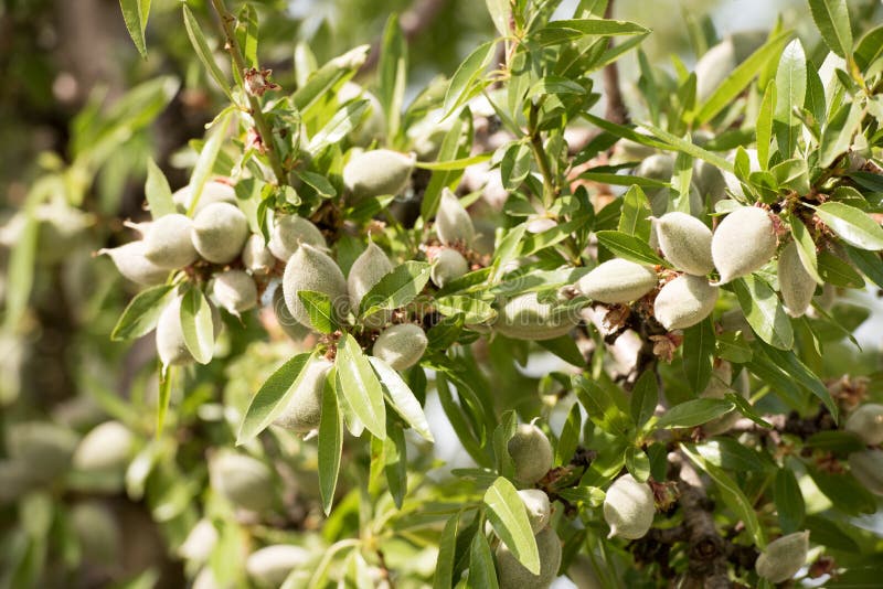 Close-up of a Branch of an Almond Tree with Green Almonds. Stock Image ...