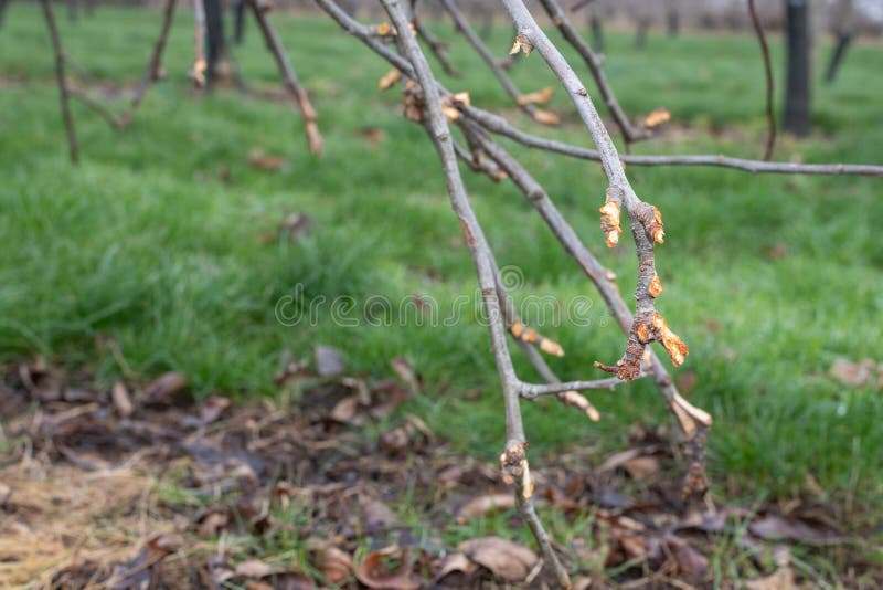 Rabbit damage stock image. Image of color, apple, closeup - 268145609
