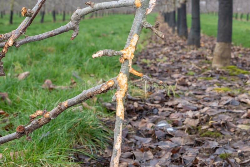 Rabbit damage stock photo. Image of closeup, branch - 268147682