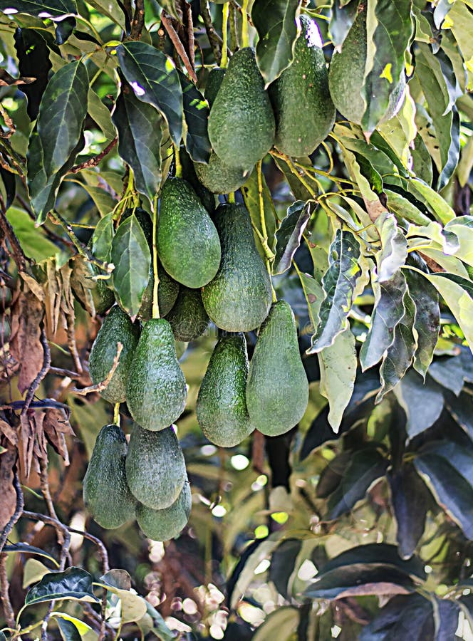Branch of avocado tree stock photo. Image of leaf, avocado - 16508470