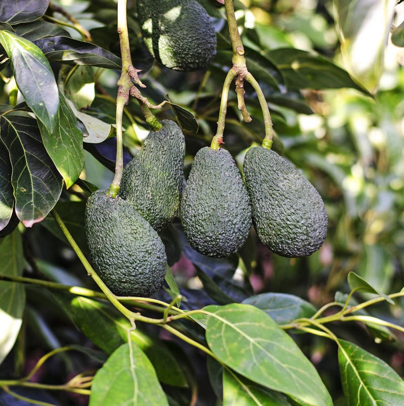 Branch of avocado tree stock photo. Image of leaf, avocado - 16508470