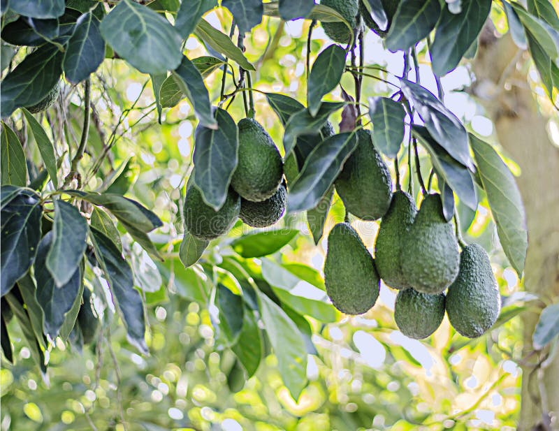 Branch of avocado tree stock photo. Image of leaf, avocado - 16508470
