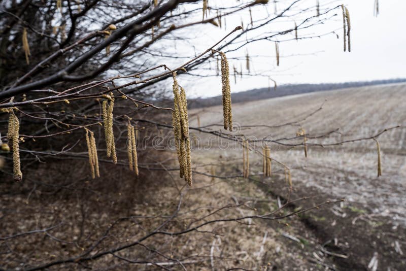 Close Up of Branch of Birch Tree Birch Buds on it Stock Image - Image ...