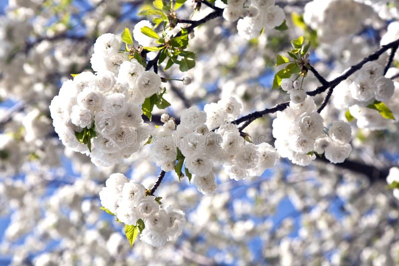 Close-up Branch of Bloom in Spring Stock Photo - Image of blossom ...