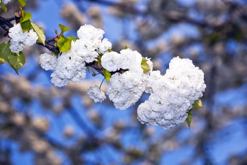 Close-up Branch of Bloom in Spring Stock Image - Image of blossom ...