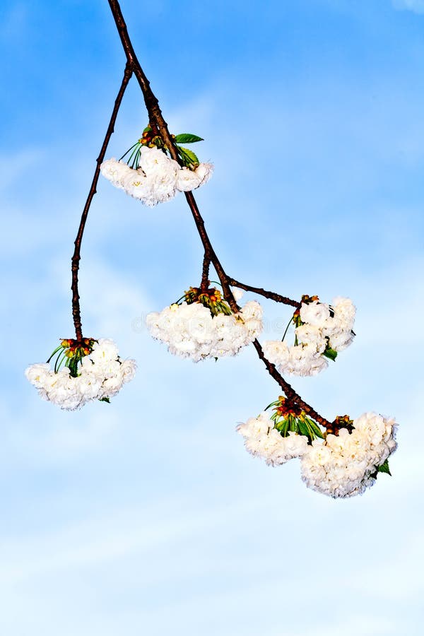 Close-up Branch of Bloom in Spring Stock Image - Image of blossom ...