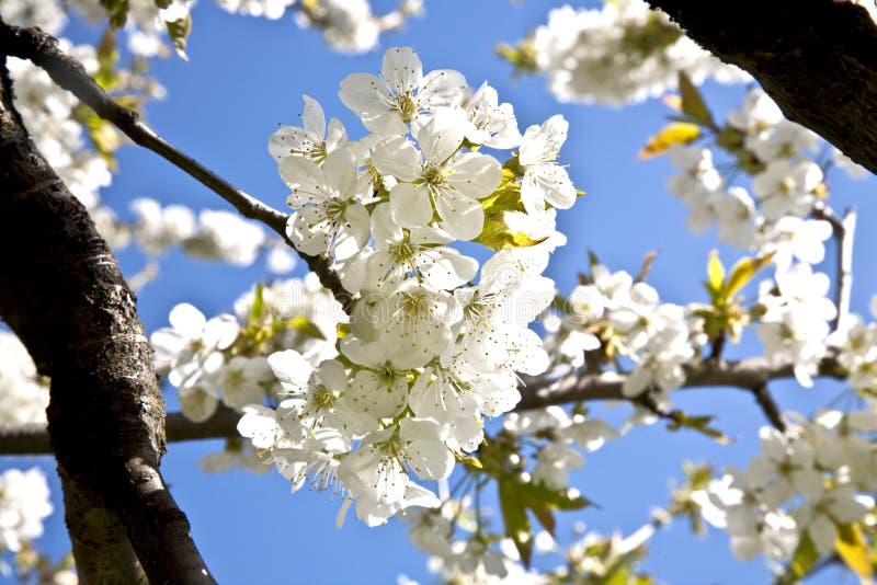 Close-up Branch of Bloom in Spring Stock Photo - Image of fresh, botany ...