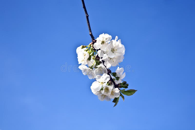 Close-up Branch of Bloom in Spring Stock Image - Image of fruit ...