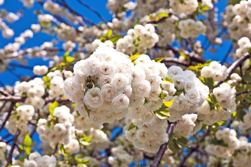 Close-up Branch of Bloom in Spring Stock Photo - Image of awakening ...