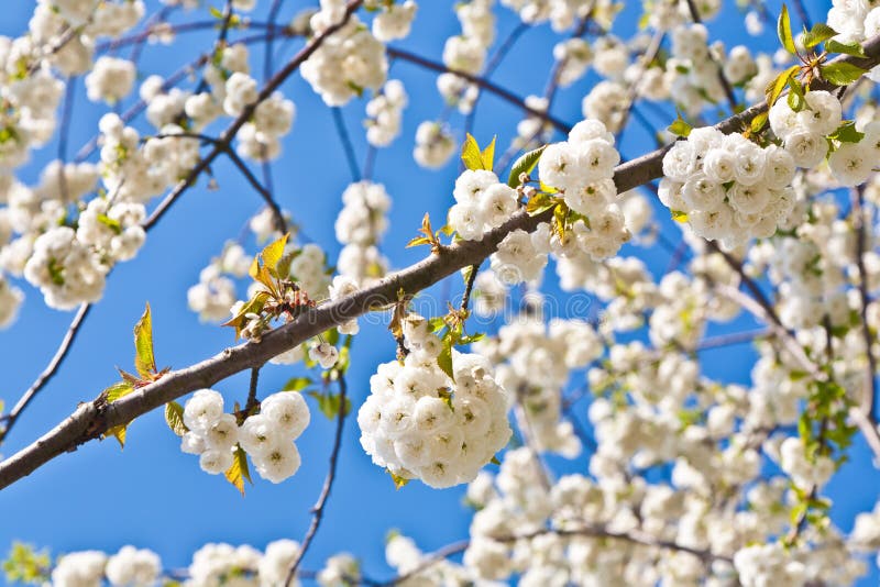 Close-up Branch of Bloom in Spring Stock Image - Image of bright, april ...
