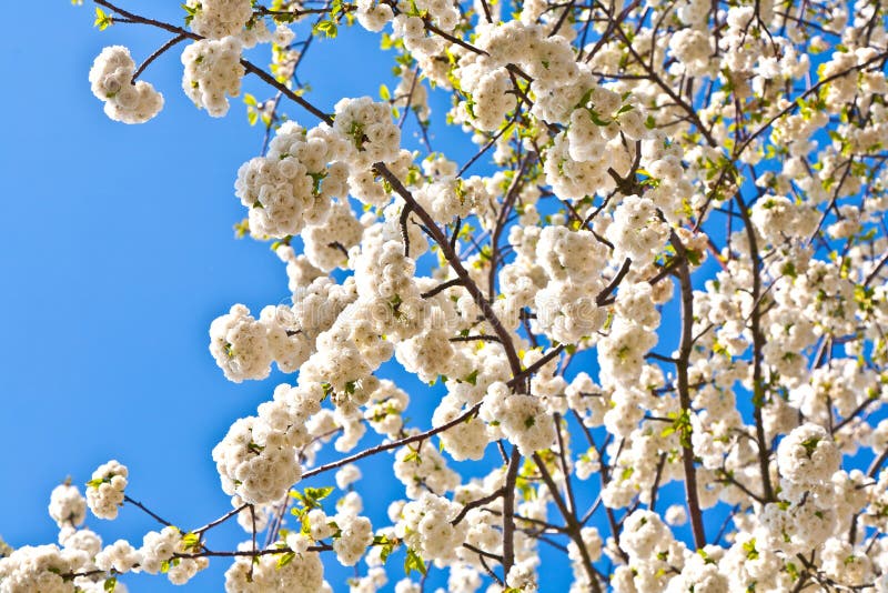 Close-up Branch of Bloom in Spring Stock Image - Image of flower ...