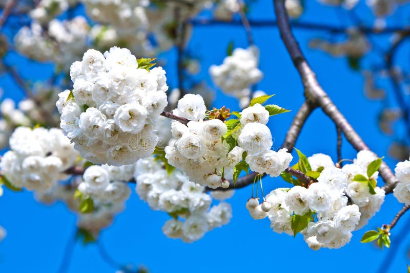 Close-up Branch of Bloom in Spring Stock Photo - Image of blue, branch ...