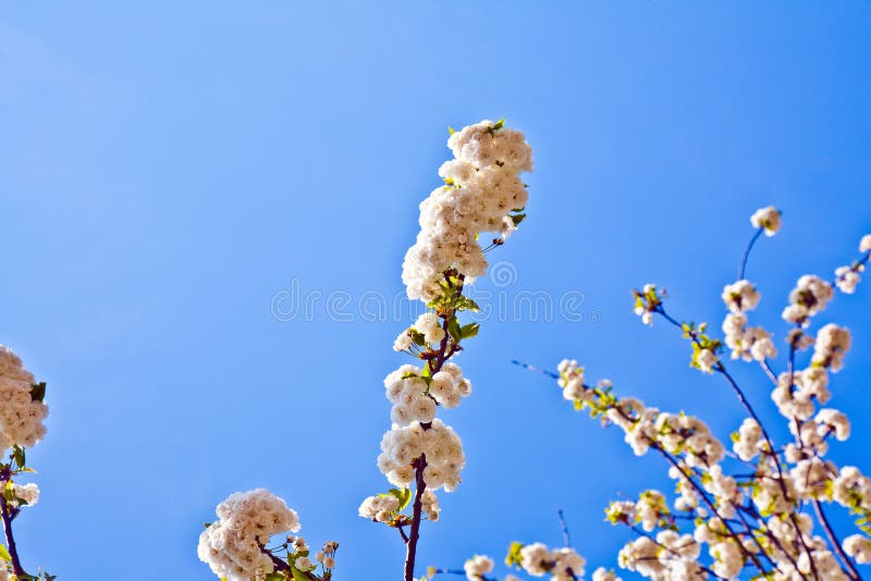 Close-up Branch of Bloom in Spring Stock Photo - Image of awakening ...
