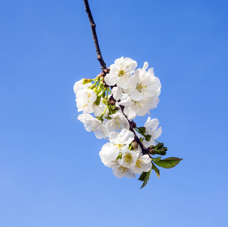 Close-up Branch of Bloom in Spring Stock Image - Image of creamy ...