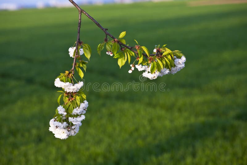 Close-up Branch of Bloom in Spring Stock Image - Image of flora ...