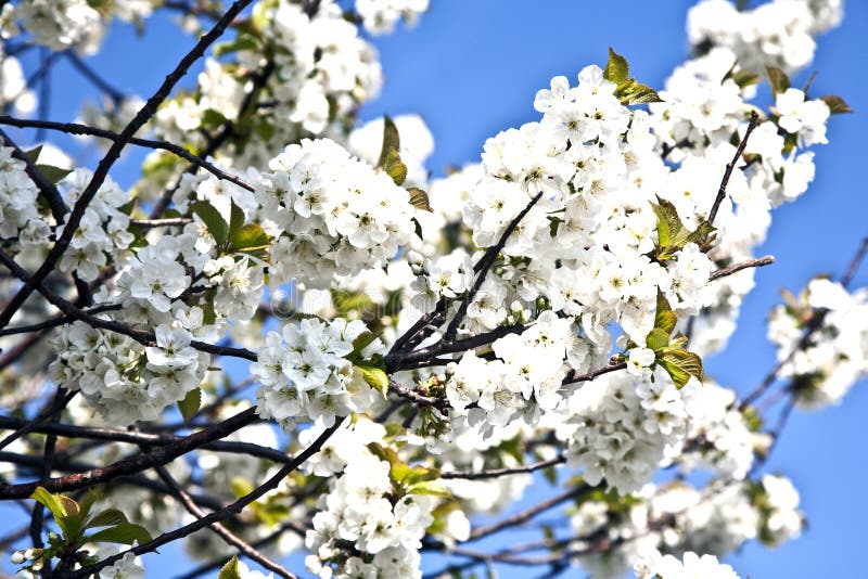 Close-up Branch of Bloom in Spring Stock Photo - Image of blossom ...