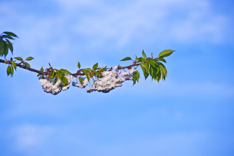 Close-up Branch of Bloom in Spring Stock Photo - Image of blossom ...