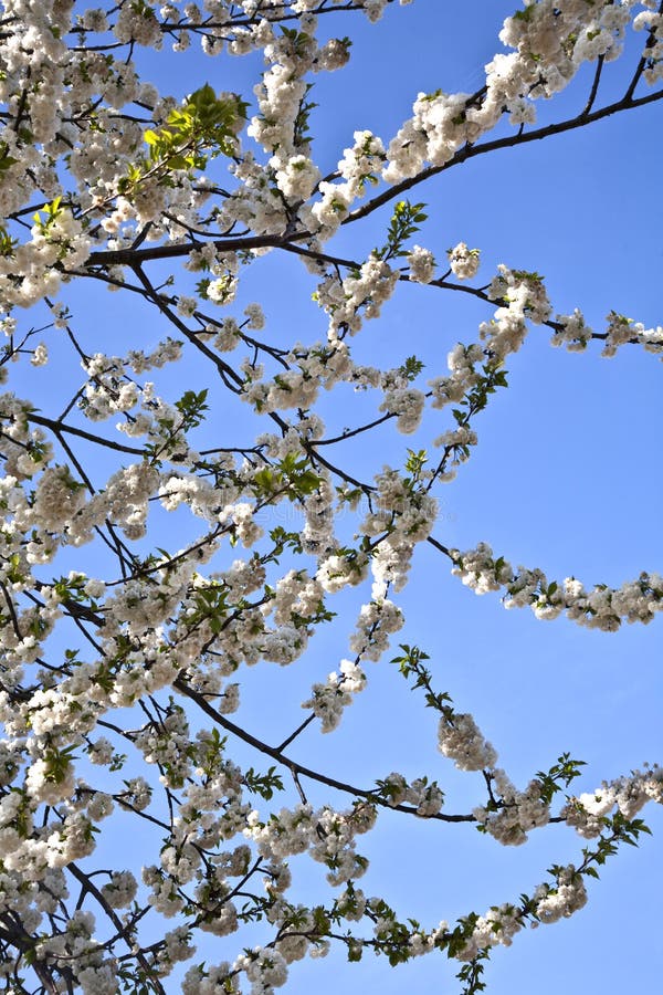 Close-up Branch of Bloom in Spring Stock Photo - Image of garden ...