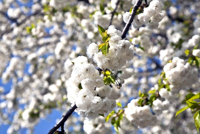 Close-up Branch of Bloom in Spring Stock Image - Image of gently, april ...