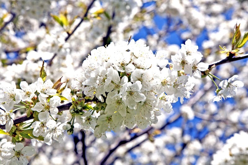 Close-up Branch of Bloom in Spring Stock Image - Image of floral ...