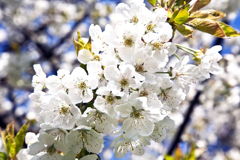 Close-up Branch of Bloom in Spring Stock Image - Image of ecology ...