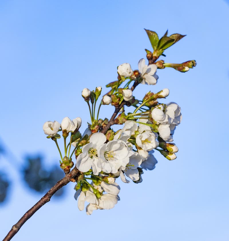 Close-up Branch of Bloom in Spring Stock Photo - Image of beauty ...