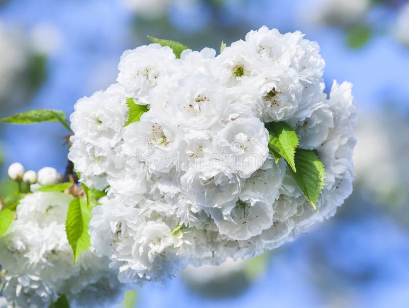 Close-up Branch of Bloom in Spring Stock Photo - Image of blossom ...