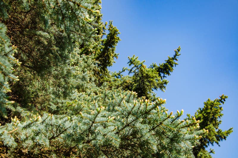 Evergreen Coniferous Trees Close-up Background Stock Photo - Image of ...