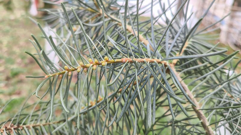 Close Up of a Branch of a Blue Spruce Pine Tree Stock Photo - Image of ...