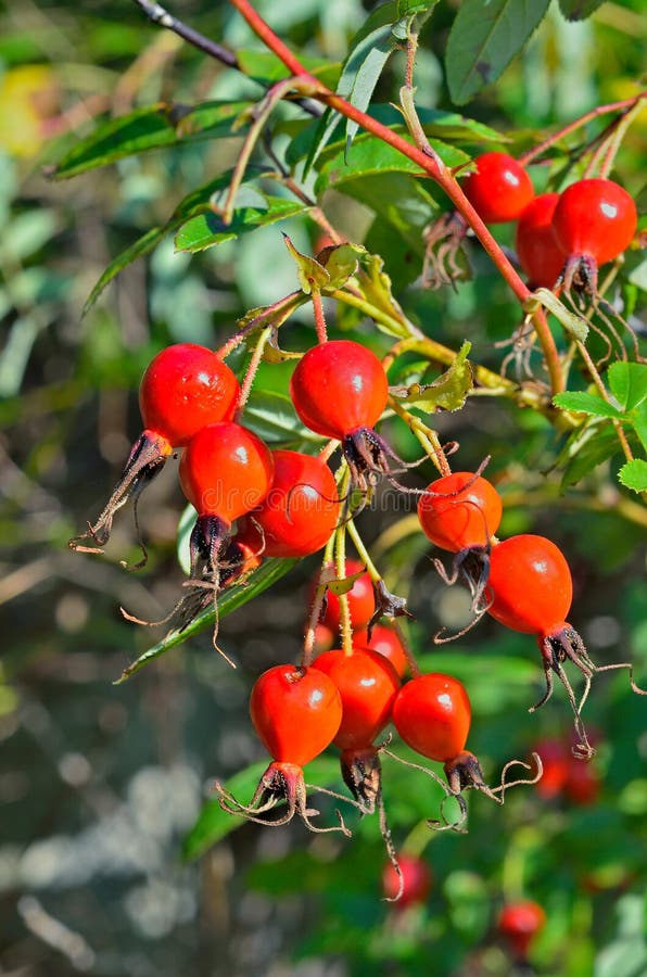 Brier shrub stock image. Image of brier, berry, rosa - 23037345