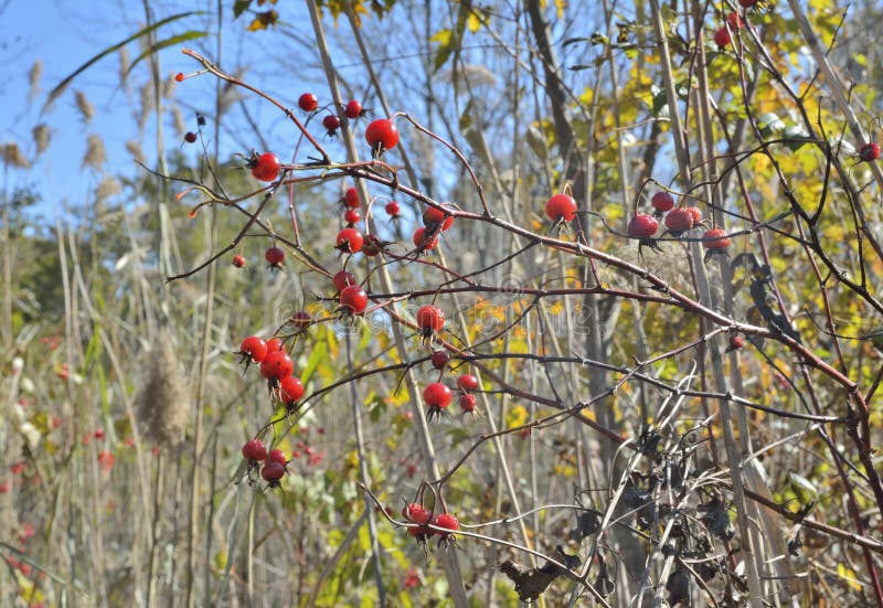 Brier 6 stock photo. Image of brier, close, helpful - 118907824