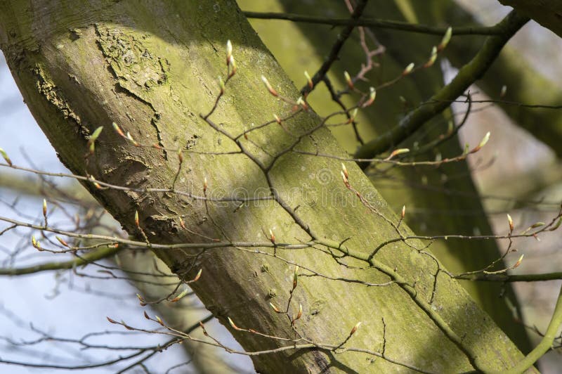 Close Up Branch of a Carpinus Betulus Fastigiata Tree at Amsterdam the ...
