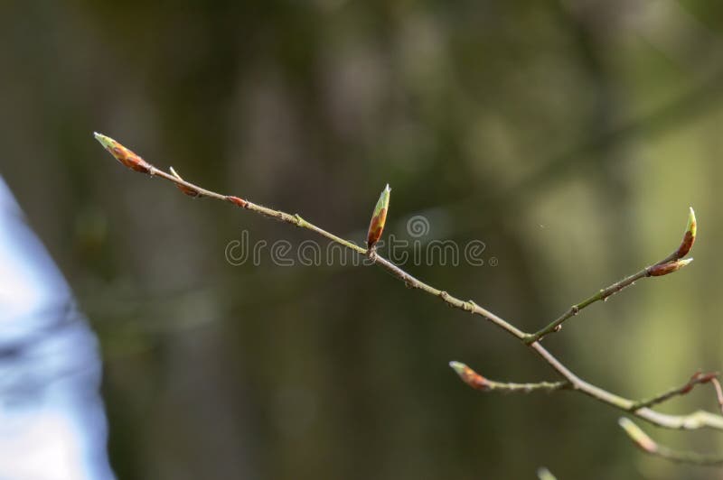 Close Up Branch of a Carpinus Betulus Fastigiata Tree at Amsterdam the ...