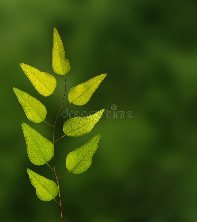Close up of branch stock photo. Image of ecology, botanical - 113050564