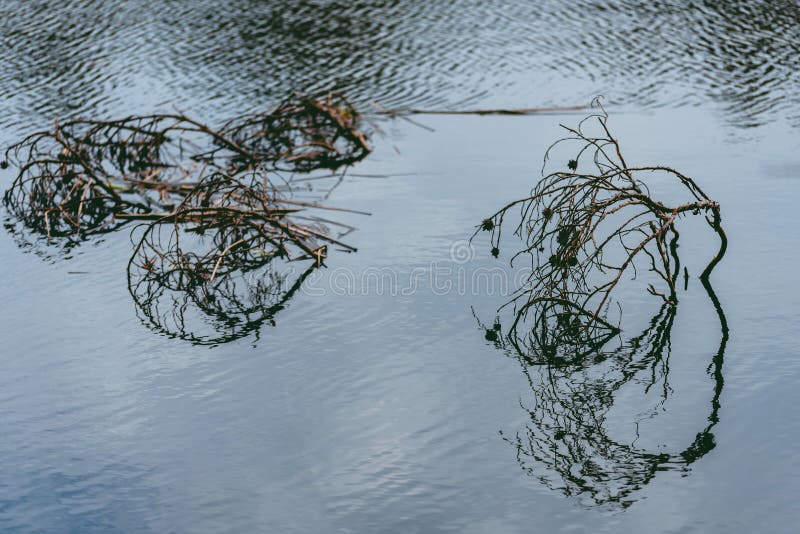 Close-Up of Branch Floating on Lake. Reflexion Stock Image - Image of ...