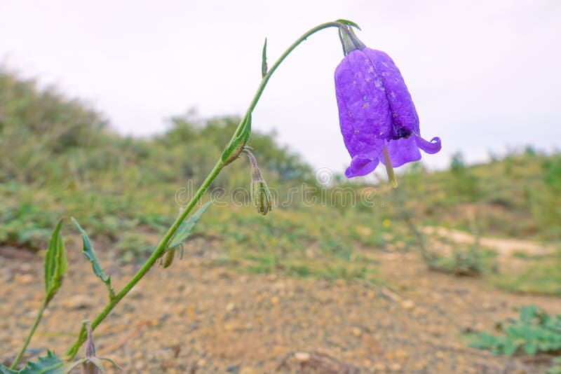 Adenophora Polyantha Stock Photos - Free & Royalty-Free Stock Photos ...