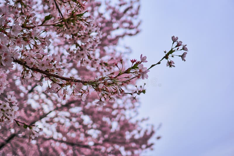 Close-up of Branch Full of Cherry Blossoms during Spring Stock Image ...